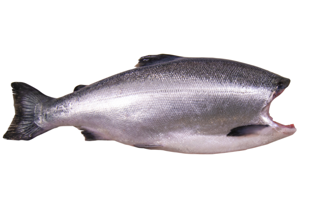 Whole Salmon/HG Coho - Camanchaca