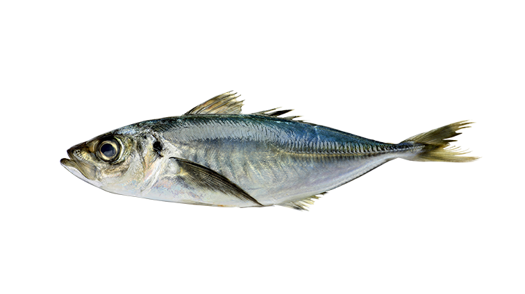 Jurel Congelado - Camanchaca