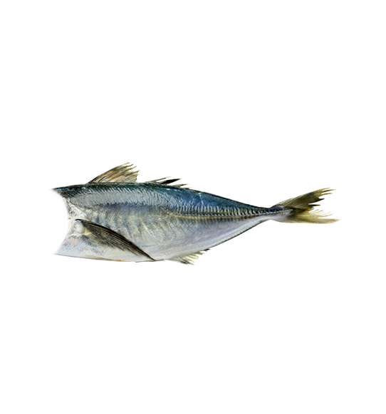 Jurel Congelado - Camanchaca