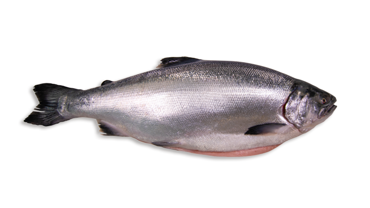 Filete Coho - Camanchaca